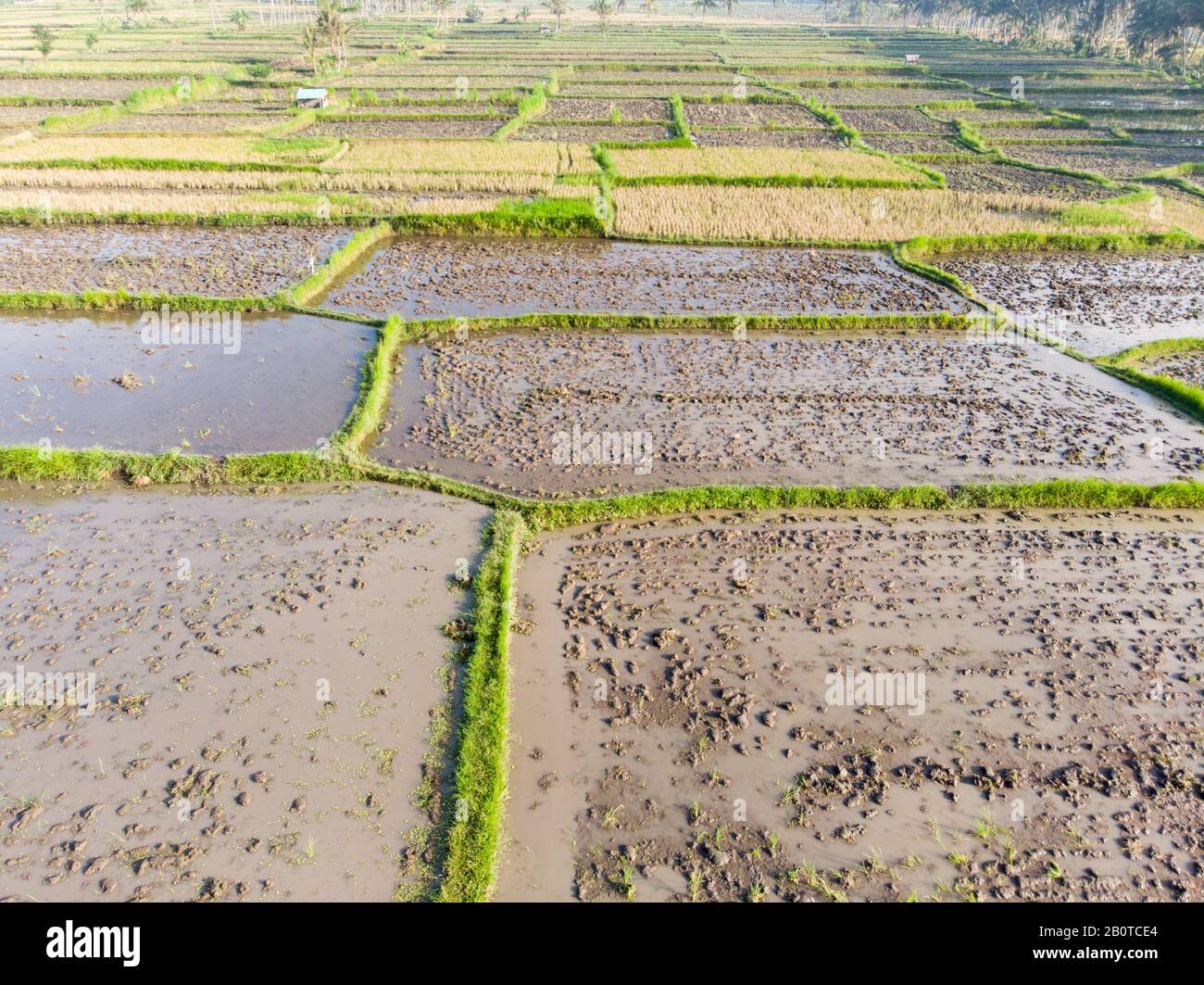 Oblique view of wet Rice Paddy Fields in various stages of growth Stock ...