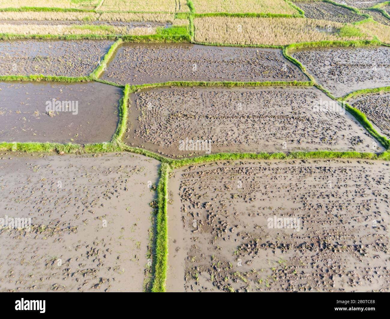 Oblique view of wet Rice Paddy Fields in various stages of growth Stock ...