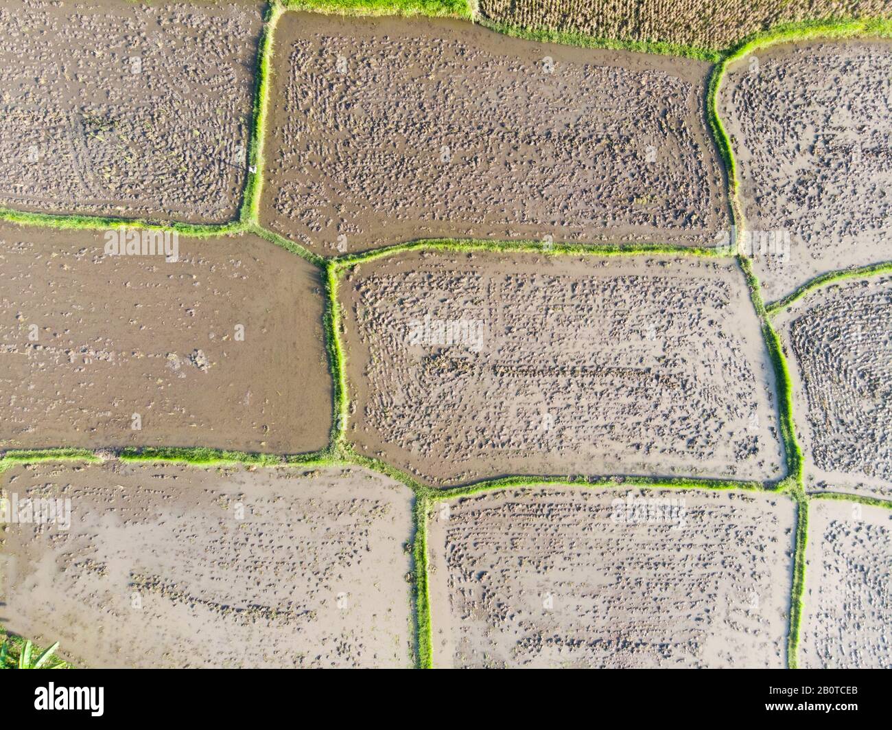 Vertical view of Rice Paddy Fields in various stages of growth Stock ...