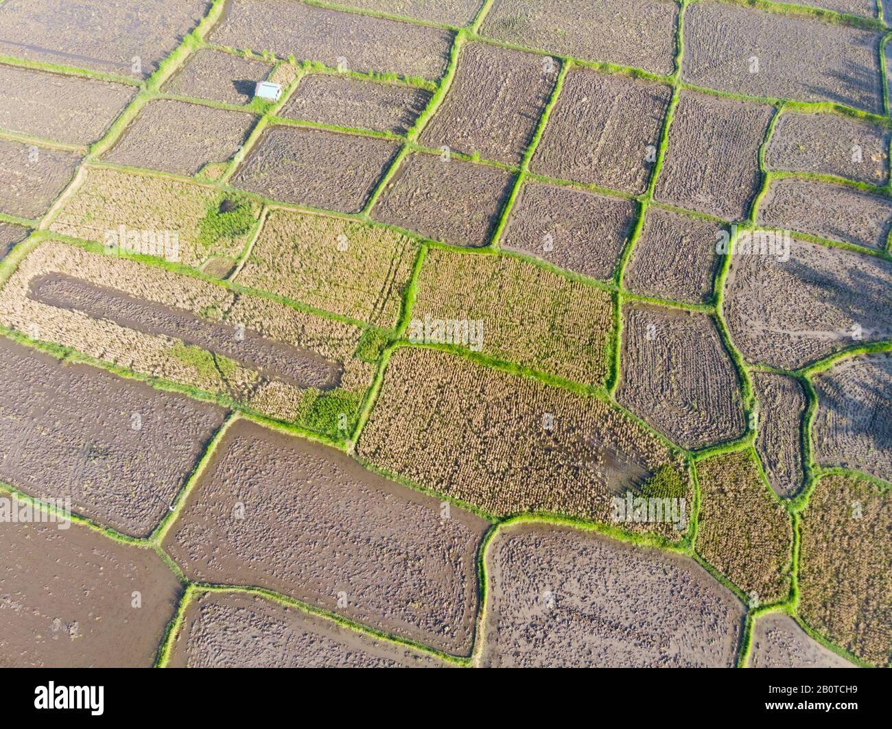 Oblique view of wet Rice Paddy Fields in various stages of growth Stock ...