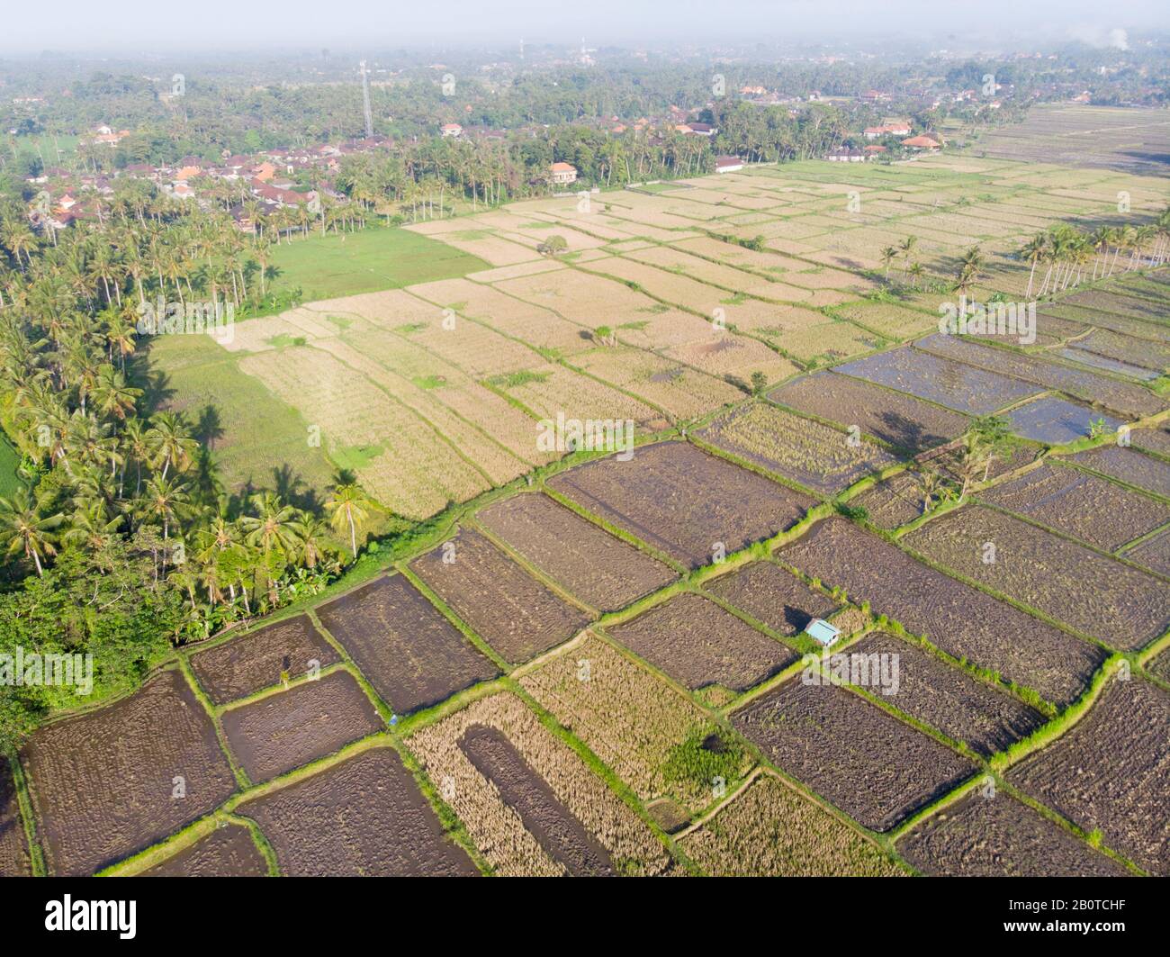 Oblique view of wet Rice Paddy Fields in various stages of growth Stock ...