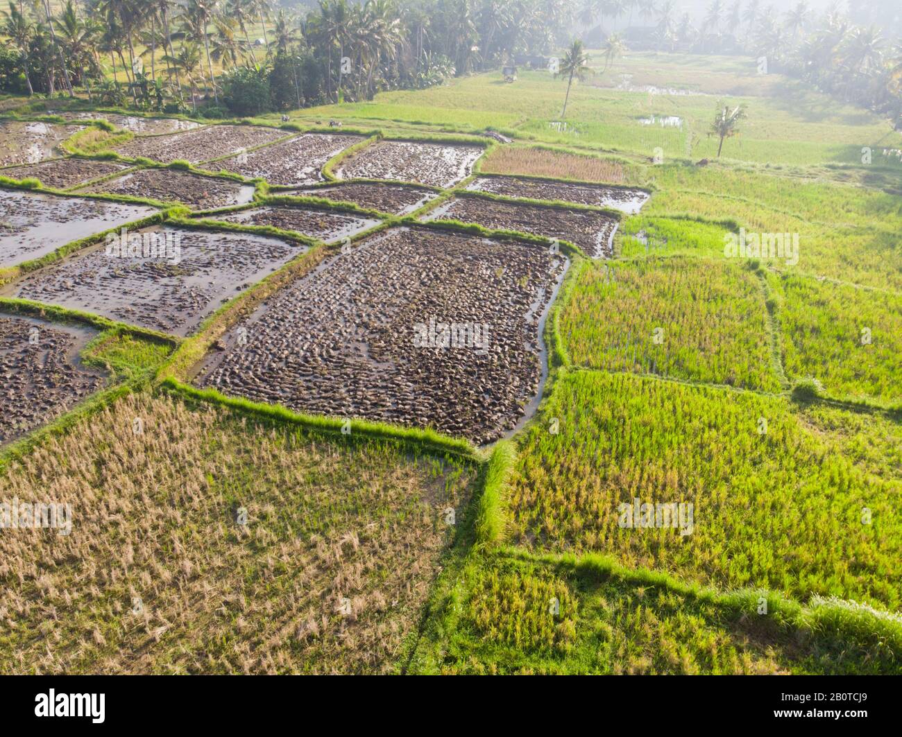Oblique view of wet Rice Paddy Fields in various stages of growth Stock ...