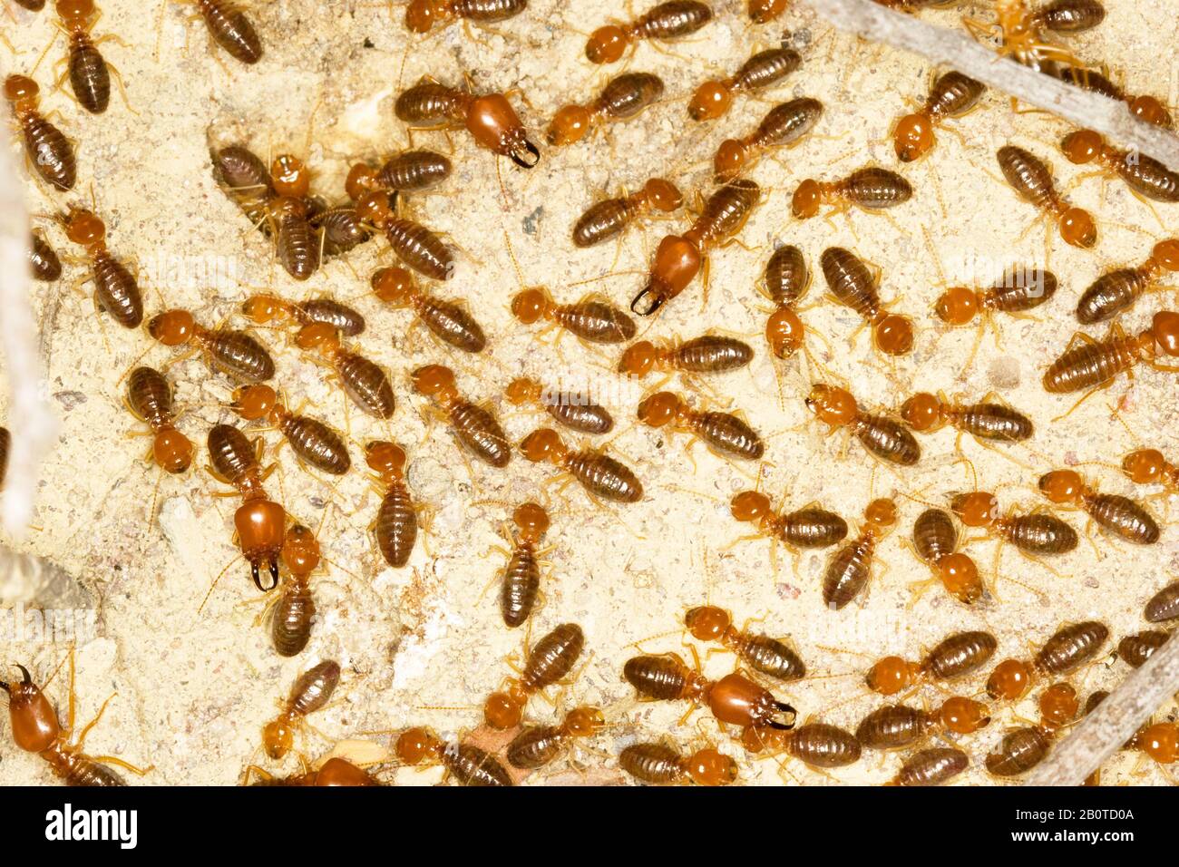 Termites, Caracol, Piauí, Brazil Stock Photo - Alamy