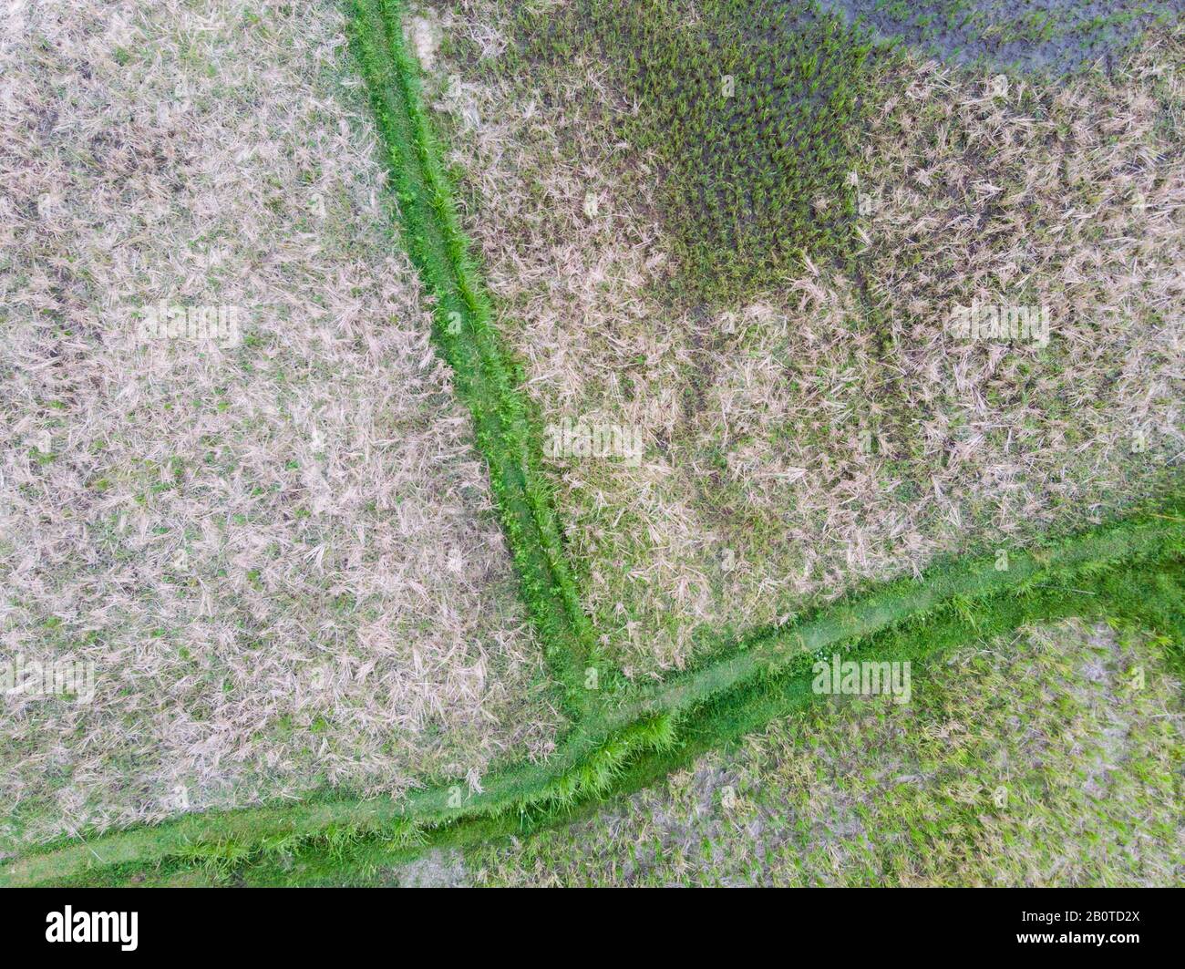 Vertical view of Rice Padi fields in Ubud, Bali Stock Photo - Alamy