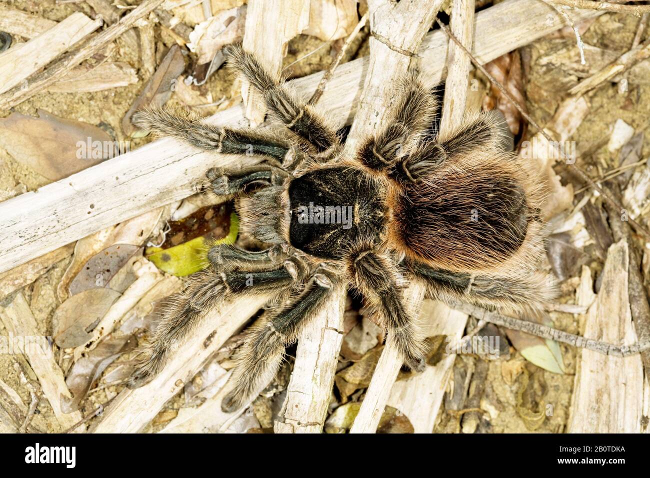 tarântula, Arachnida, Aranae, Spider, Boa Nova, Bahia, Brazil Stock ...
