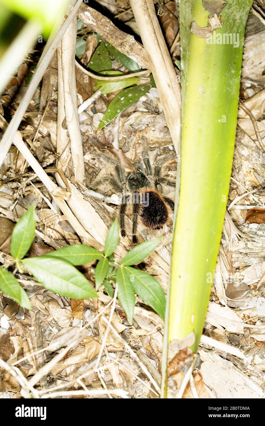 tarântula, Arachnida, Aranae, Spider, Boa Nova, Bahia, Brazil Stock ...