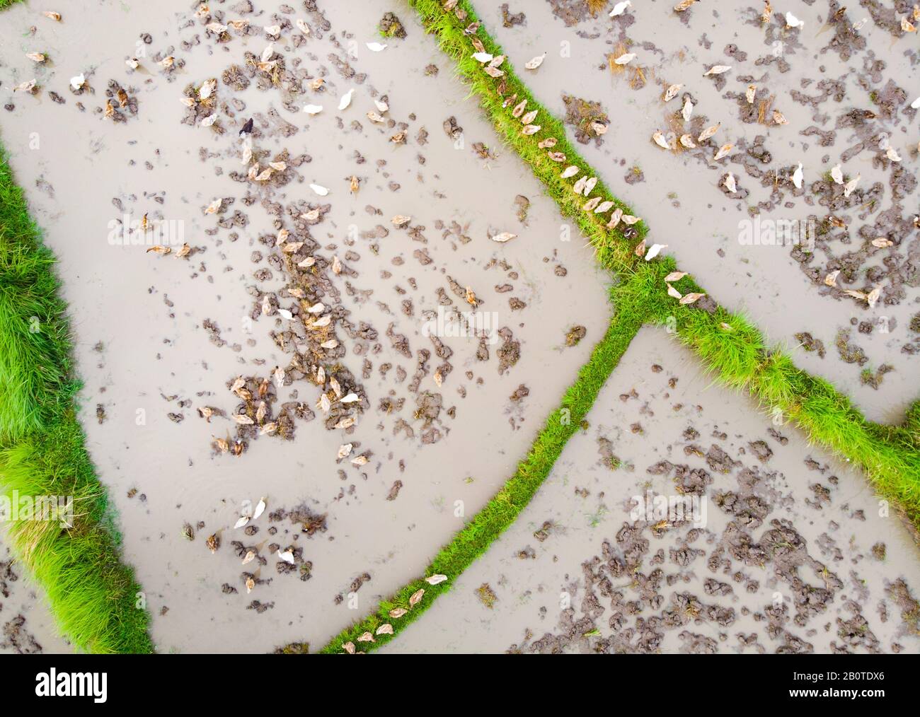 Vertical view of Wet Rice Paddy Fields with ducks foraging in it for ...