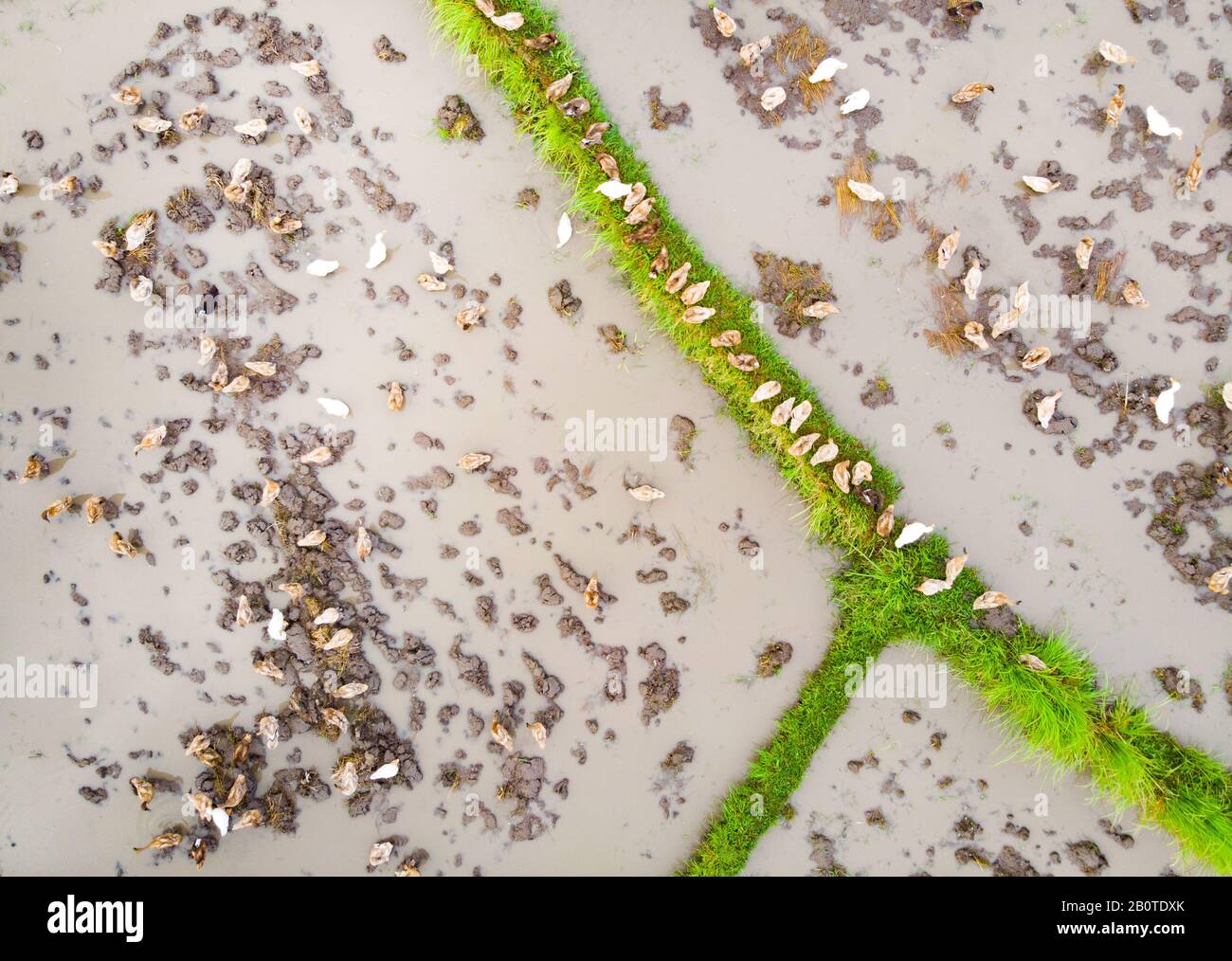 Vertical view of Wet Rice Paddy Fields with ducks foraging in it for ...