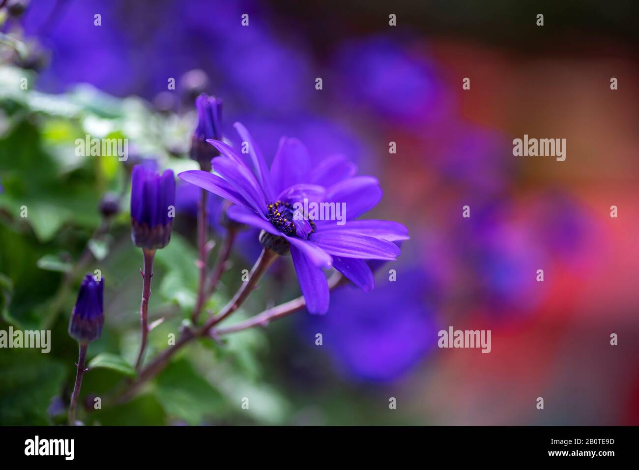Purple Pericallis Senetti Flowers closeup in bloom Stock Photo - Alamy