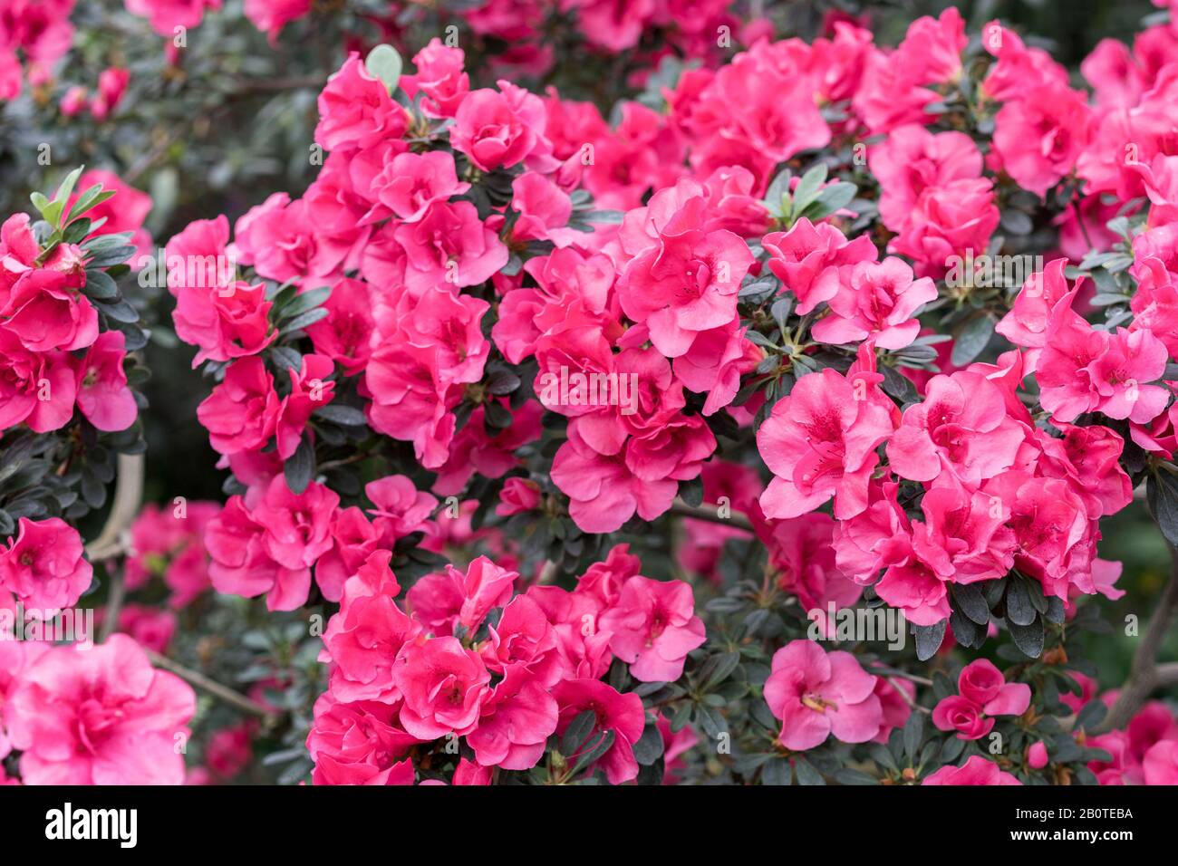 red azalea, gardening concept, bush of blooming azalea, background for ...
