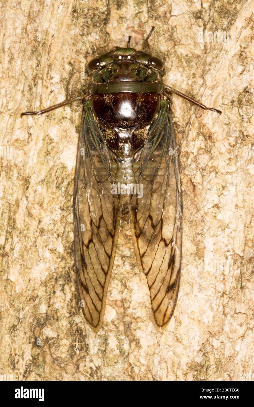 Homoptera hi-res stock photography and images - Alamy