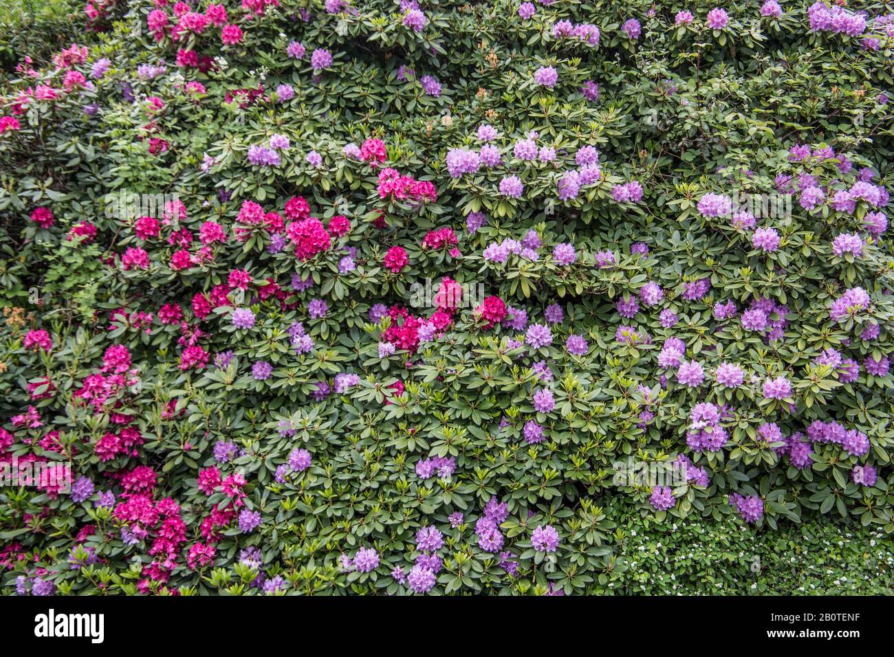 Azalea hedge hi-res stock photography and images - Alamy