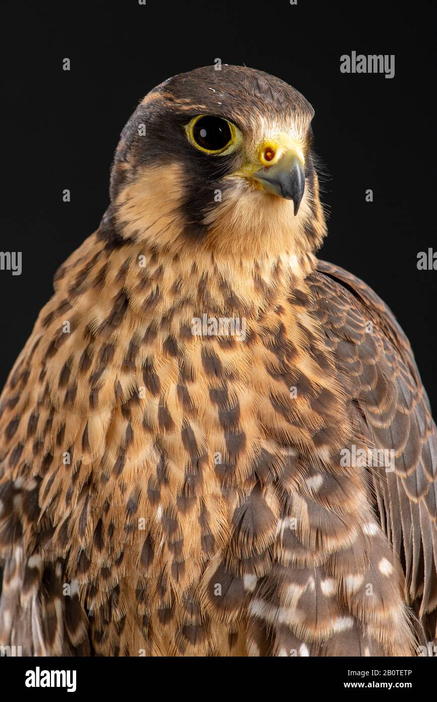 Aplomado Falcon (Falco femoralis Stock Photo - Alamy