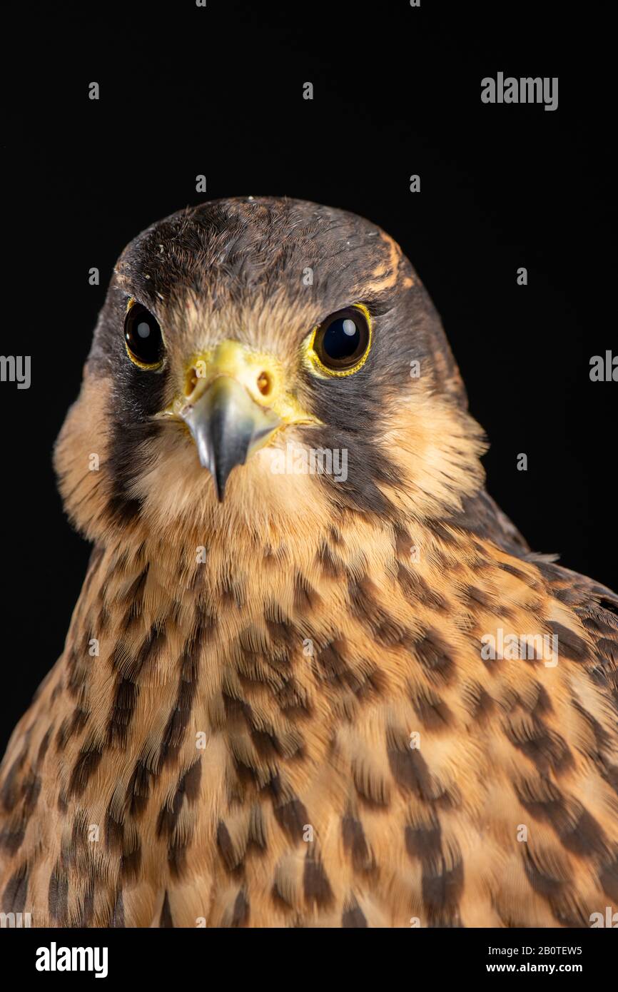 Aplomado Falcon (Falco femoralis Stock Photo - Alamy