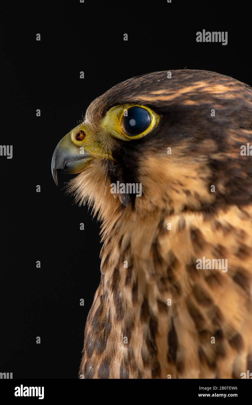 Aplomado Falcon (Falco femoralis Stock Photo - Alamy