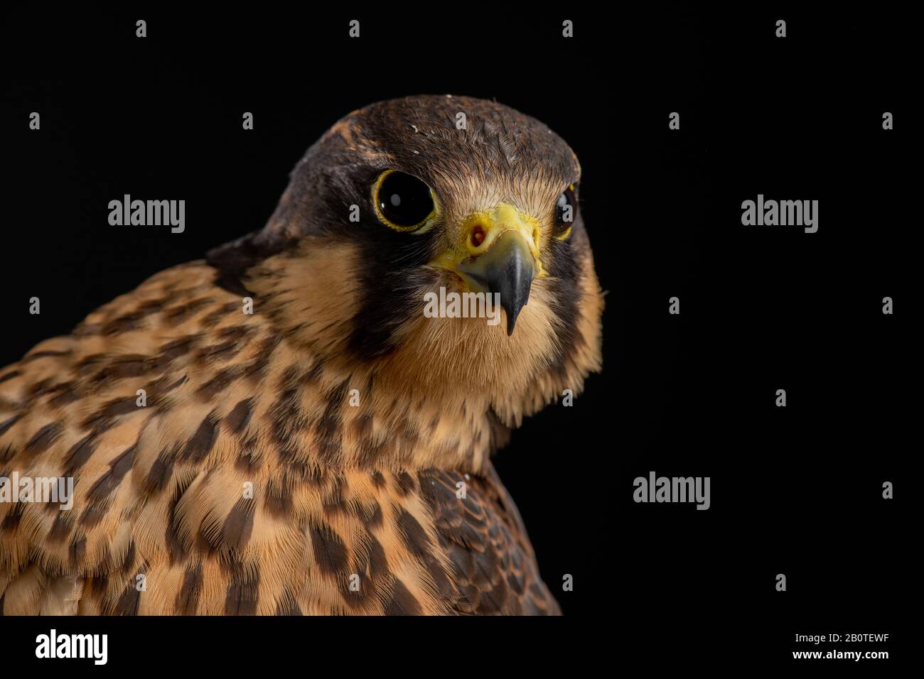 Falcon nest eggs hi-res stock photography and images - Alamy