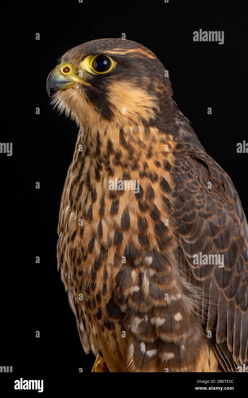 Aplomado Falcon (Falco femoralis Stock Photo - Alamy
