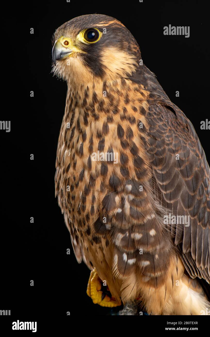 Aplomado Falcon (Falco femoralis Stock Photo - Alamy