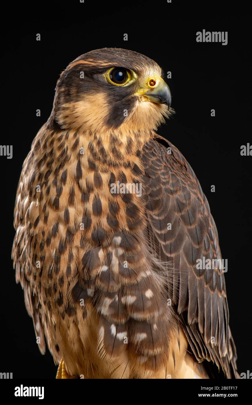 Falcon nest eggs hi-res stock photography and images - Alamy