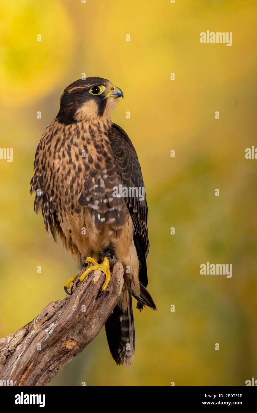 Aplomado Falcon (Falco femoralis Stock Photo - Alamy