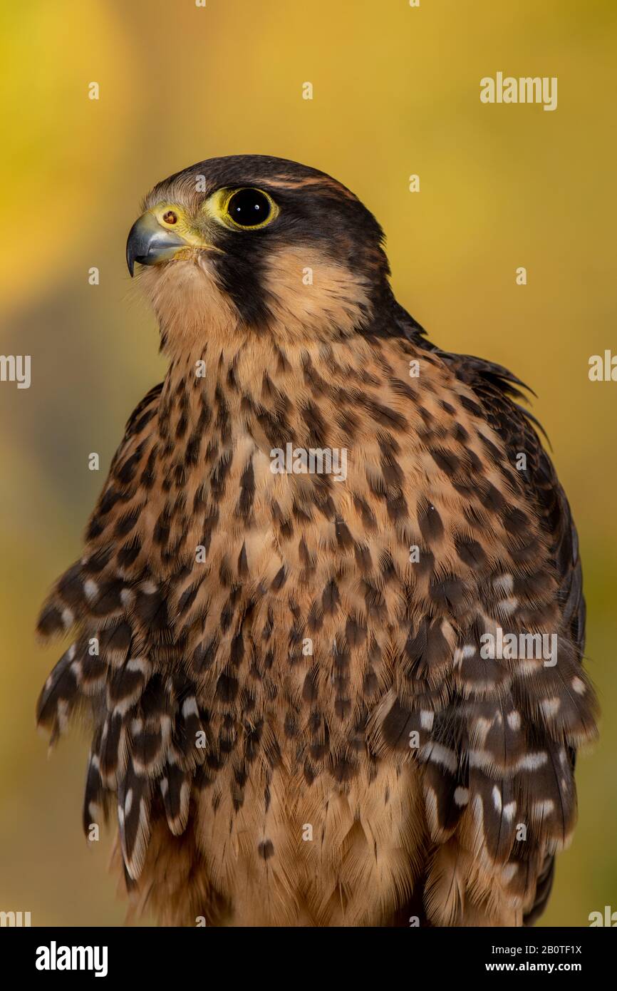 Aplomado Falcon (Falco femoralis Stock Photo - Alamy