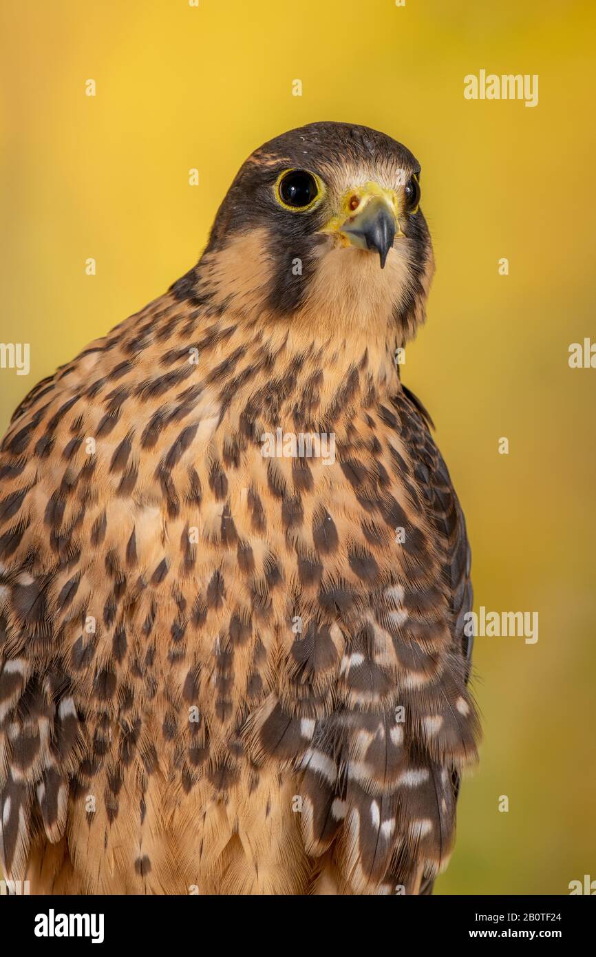 Aplomado Falcon (Falco femoralis Stock Photo - Alamy