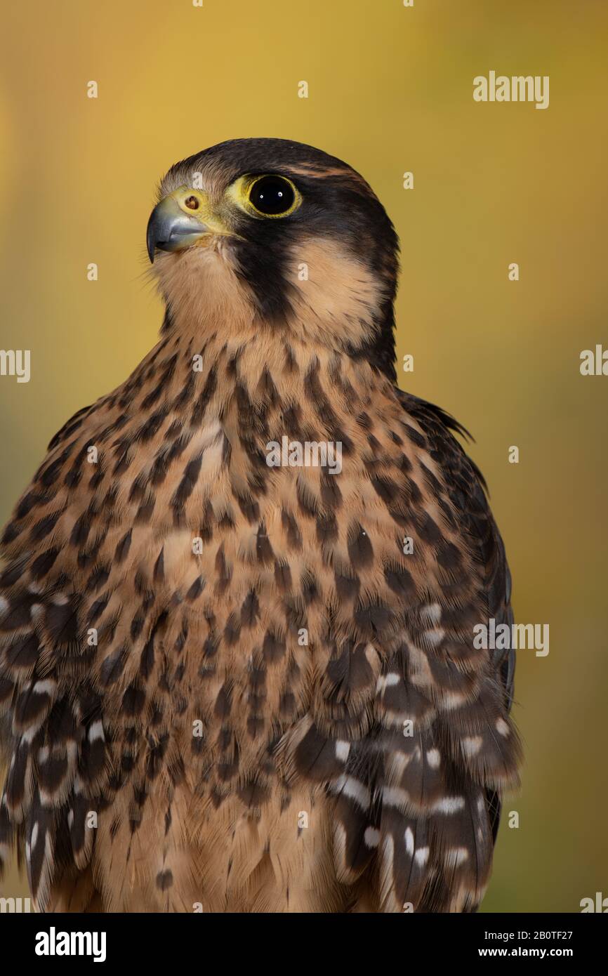 Aplomado Falcon (Falco femoralis Stock Photo - Alamy