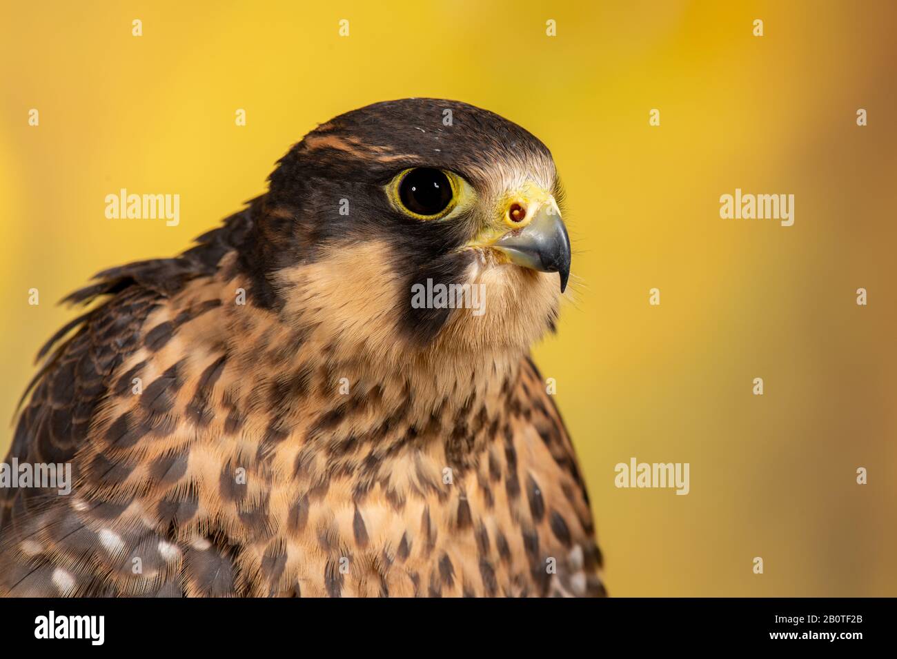 Aplomado Falcon (Falco femoralis Stock Photo - Alamy