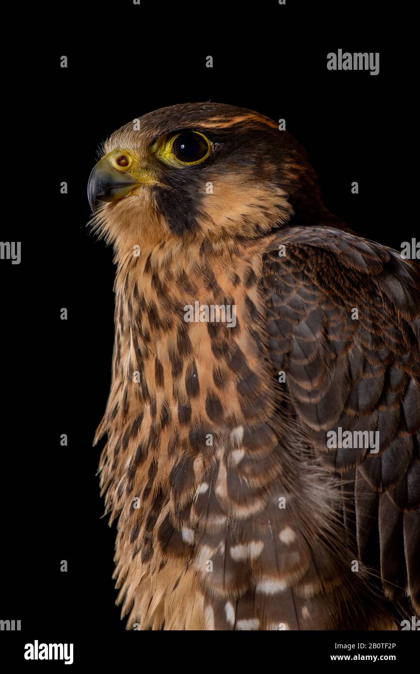 Aplomado Falcon (Falco femoralis Stock Photo - Alamy