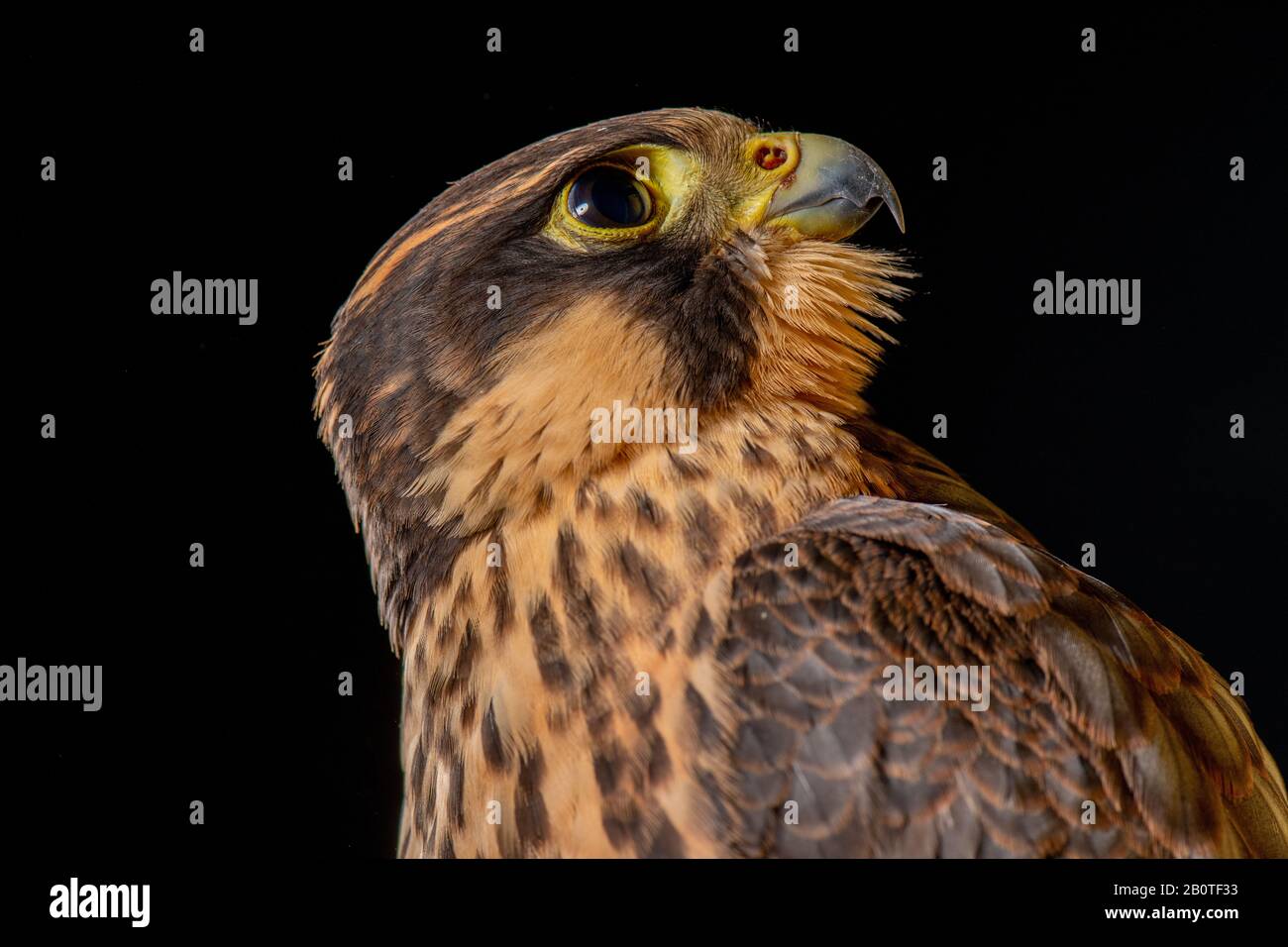 Aplomado Falcon (Falco femoralis Stock Photo - Alamy