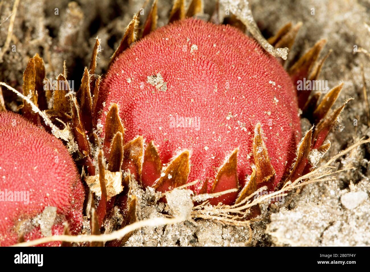 Parasita de raiz (Langsdorffia hypogaea), parasitismo,Parasite of Root ...