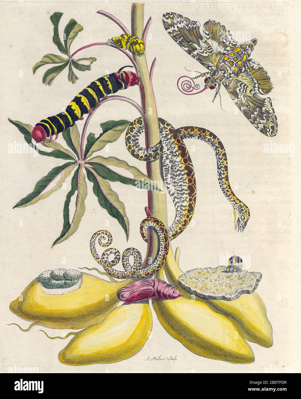 Maria sibylla merian caterpillars hi-res stock photography and images ...
