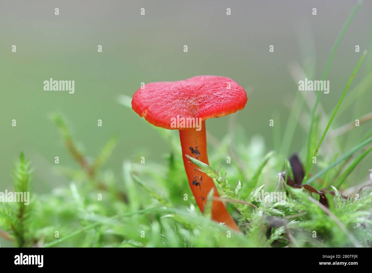 Righteous red waxy cap hi-res stock photography and images - Alamy
