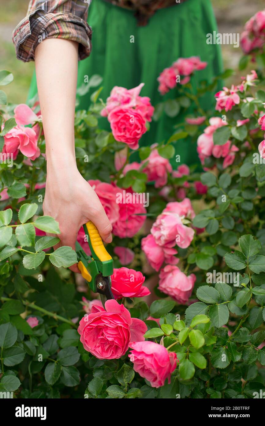 Prune shrub rose hi-res stock photography and images - Alamy