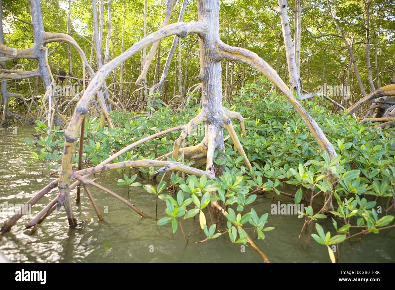 Manguezal, mangue (Rhizophora mangle), planície intertidal, tide ...