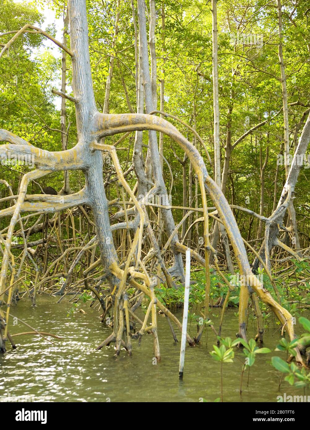 Manguezal, mangue (Rhizophora mangle), planície intertidal, tide ...