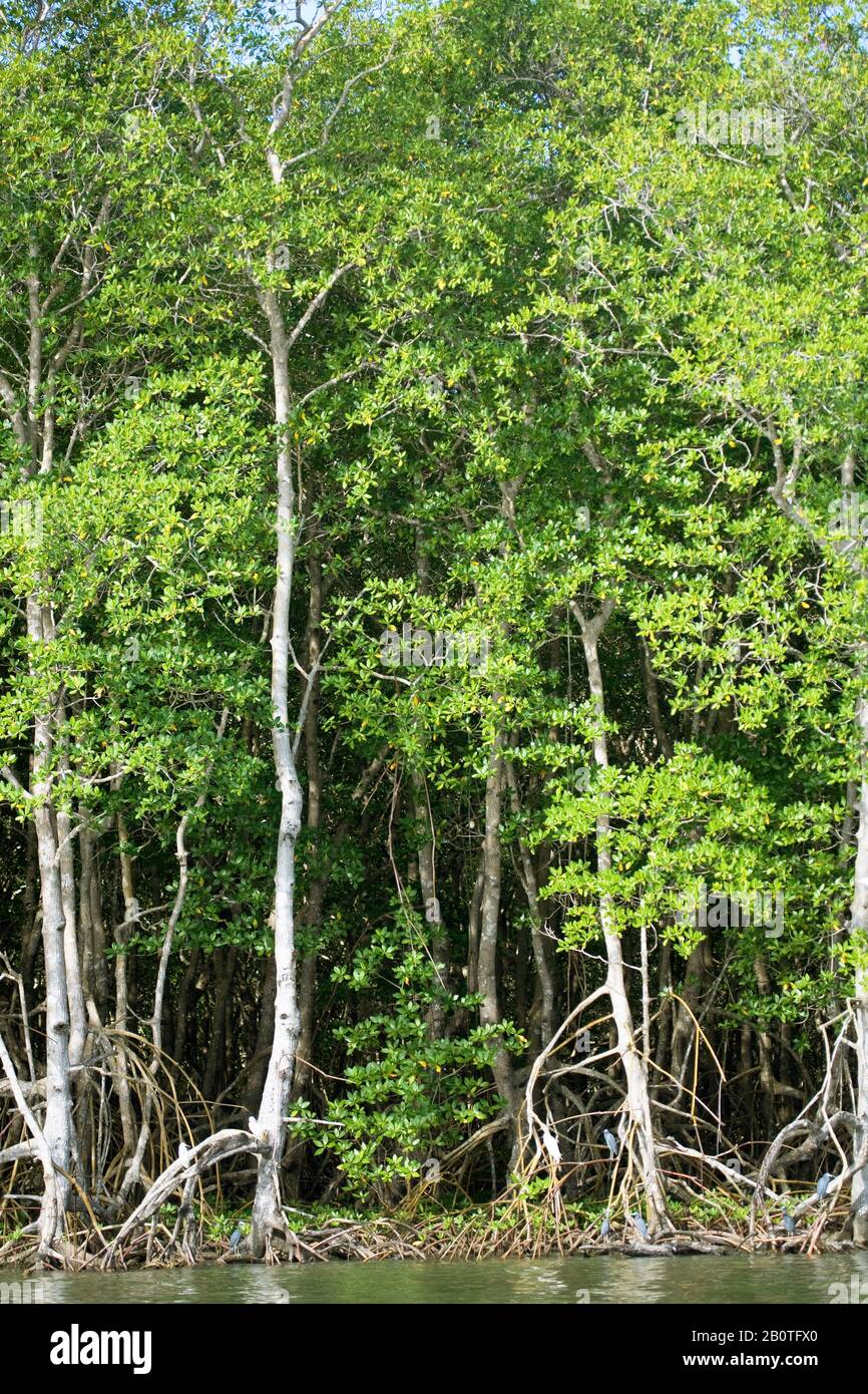 Manguezal, mangue (Rhizophora mangle), planície intertidal, tide ...