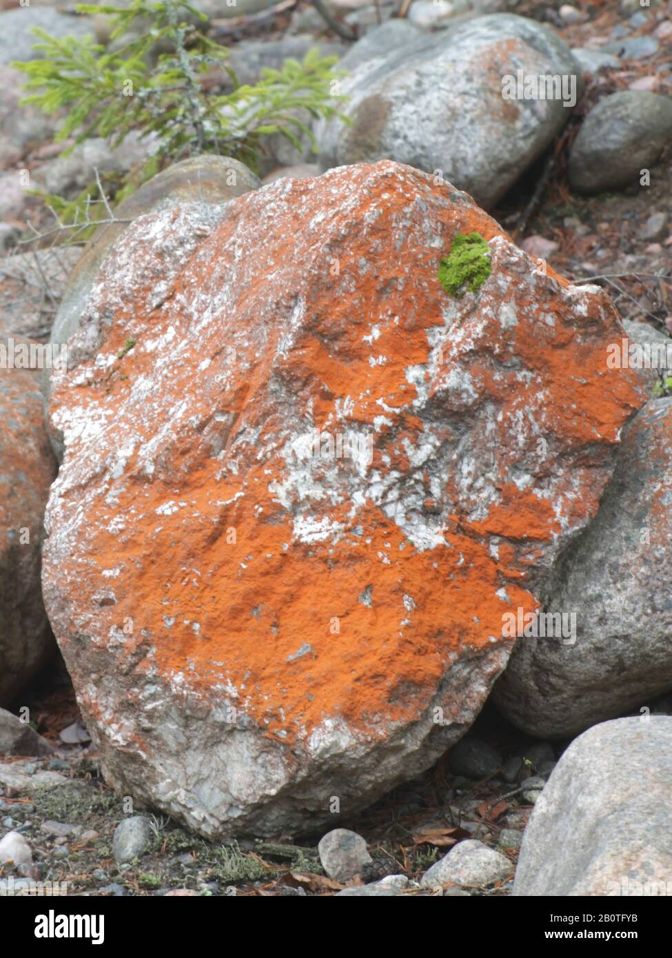 Trentepohlia Algae Stock Photos & Trentepohlia Algae Stock Images - Alamy