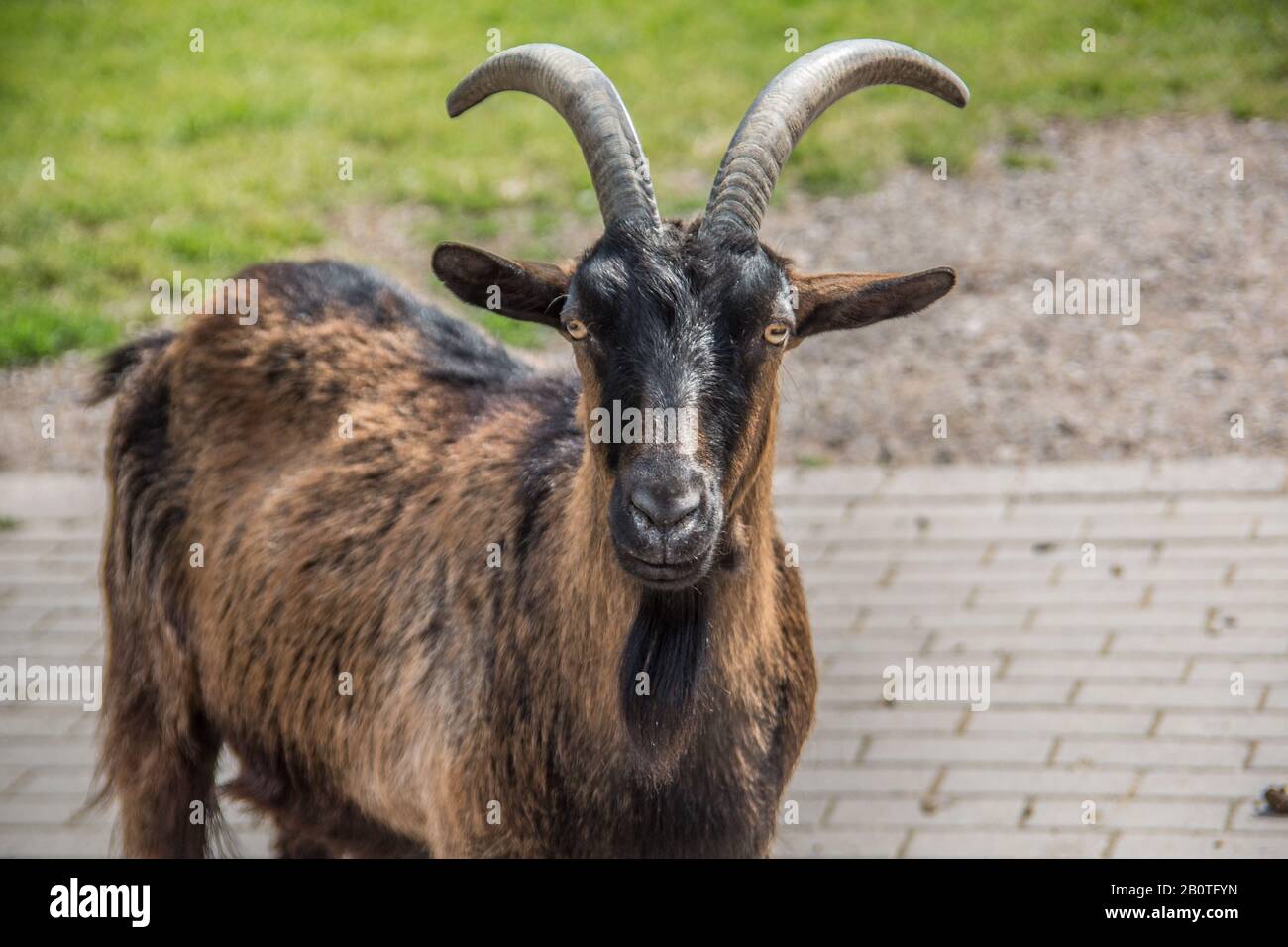 brown billy goat in the grass Stock Photo - Alamy