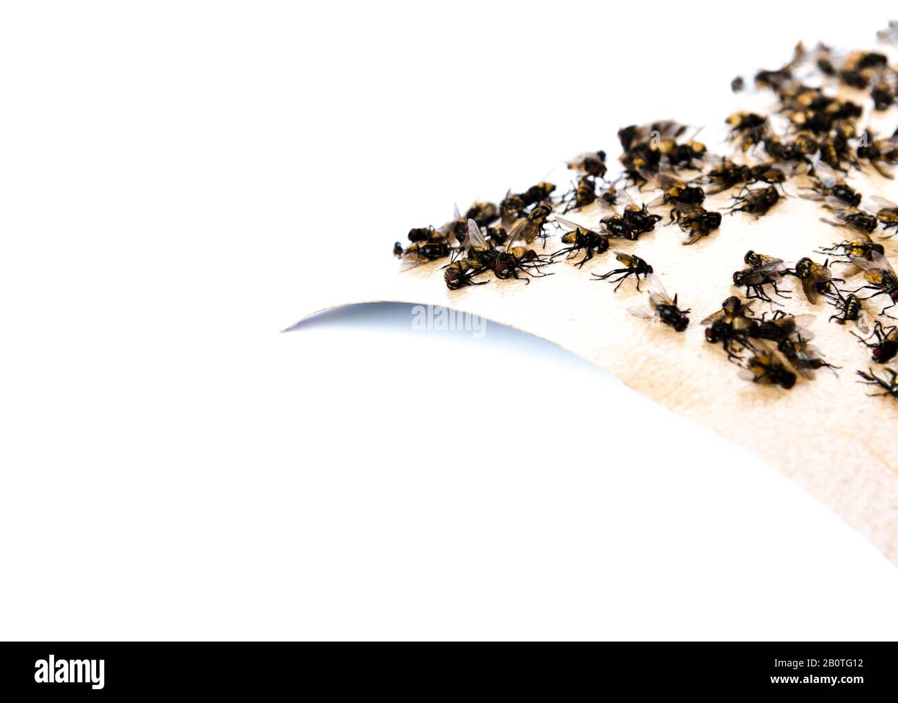 Close-up sticky fly tape with many flies trapped on extremely sticky ...