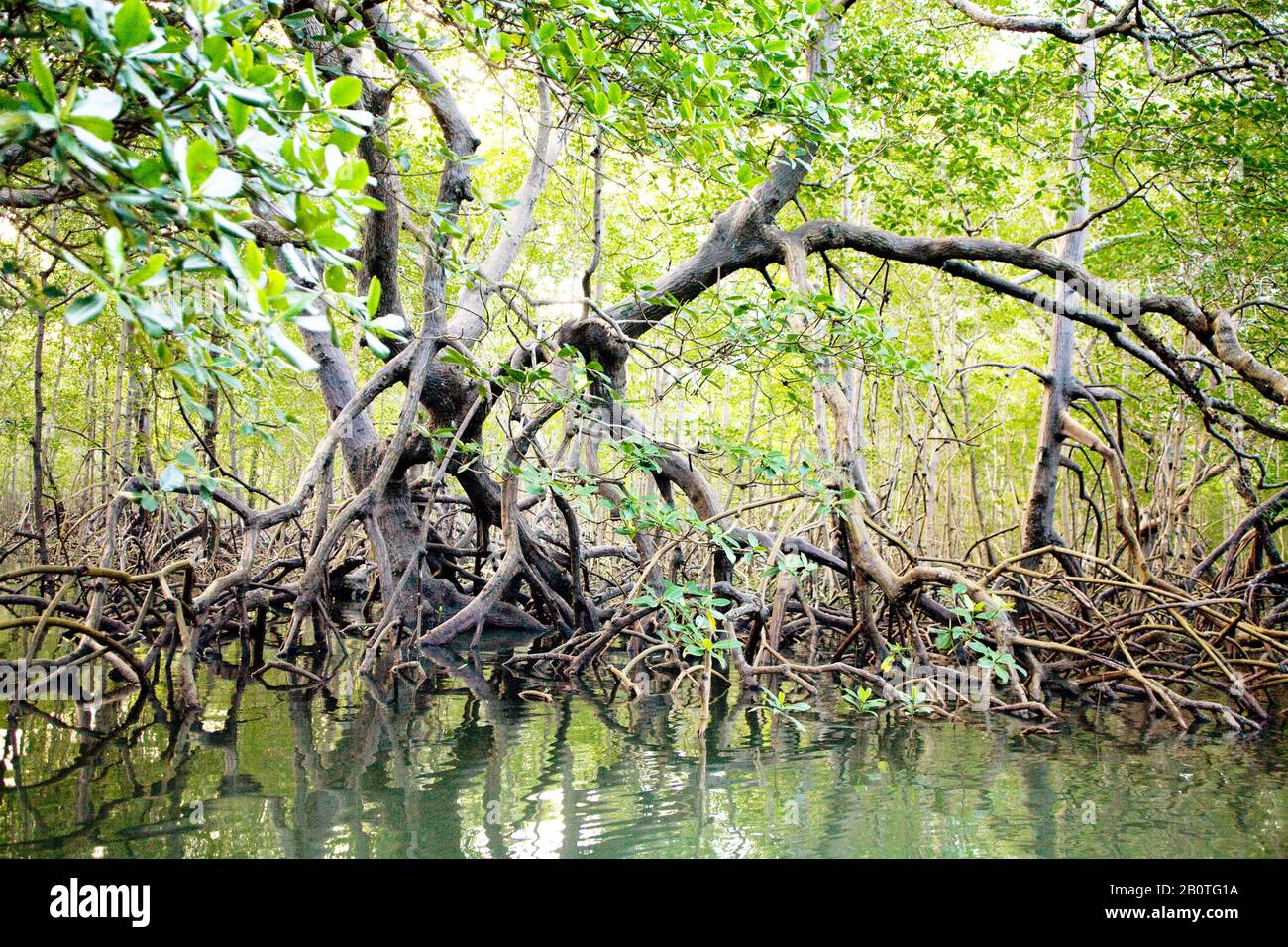 mangue, manguezal, planície intertidal, tide, Growth of mangroves ...