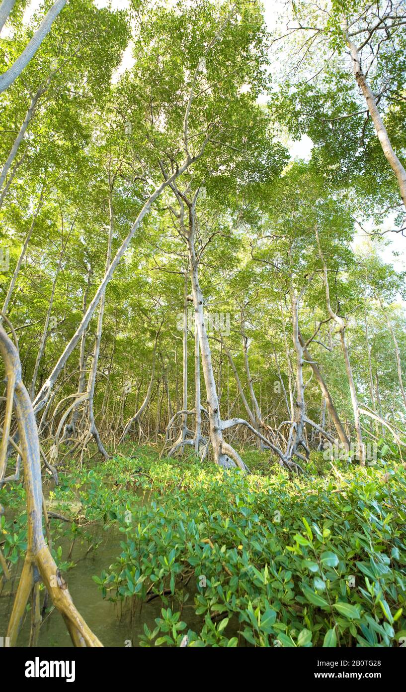 Manguezal, mangue (Rhizophora mangle), planície intertidal, tide ...