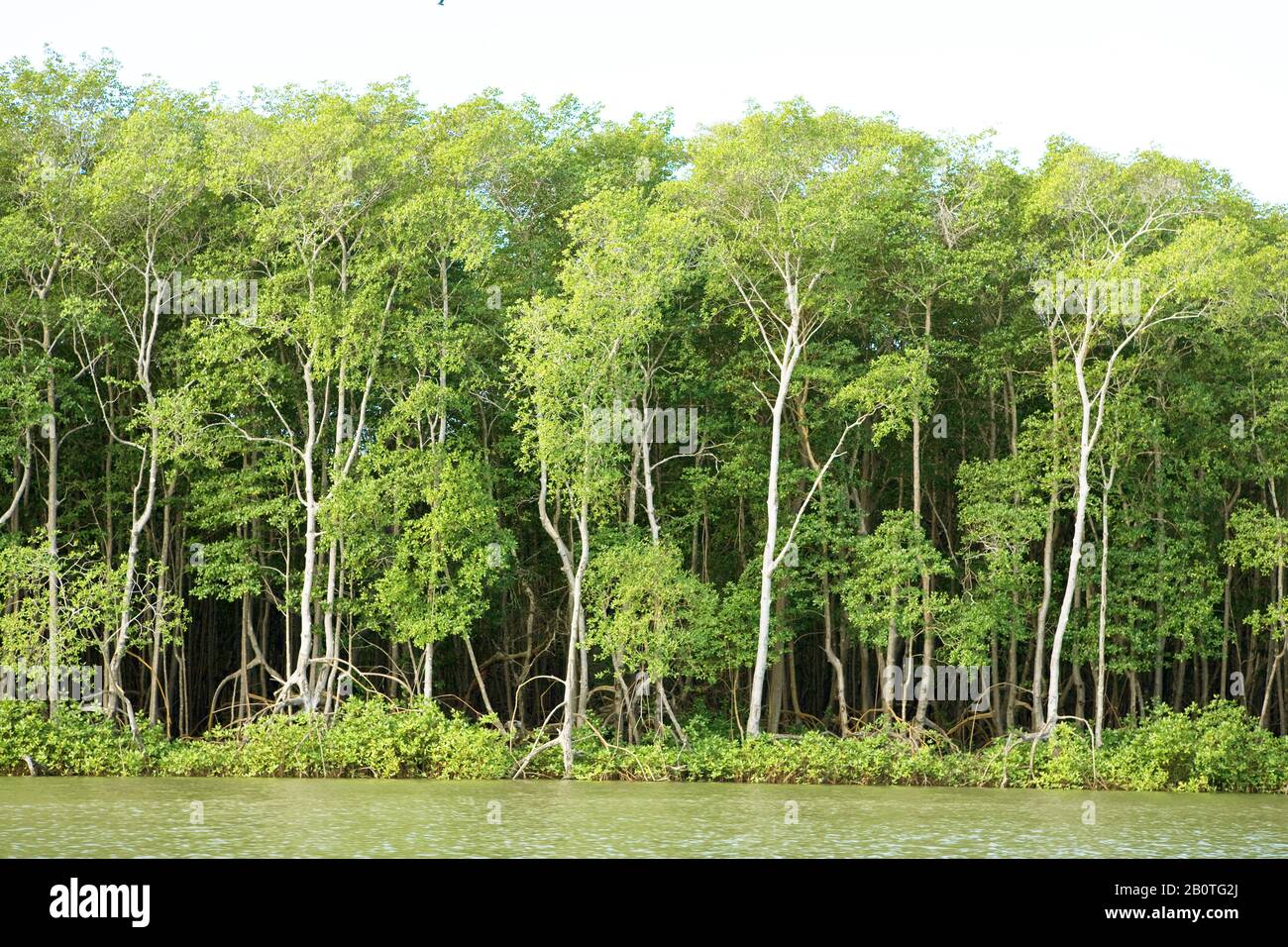 Manguezal, mangue (Rhizophora mangle), planície intertidal, tide ...