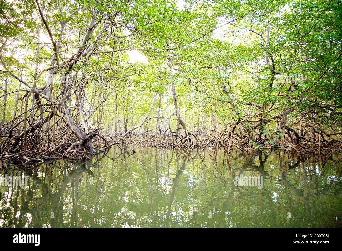 mangue, manguezal, planície intertidal, tide, Growth of mangroves ...