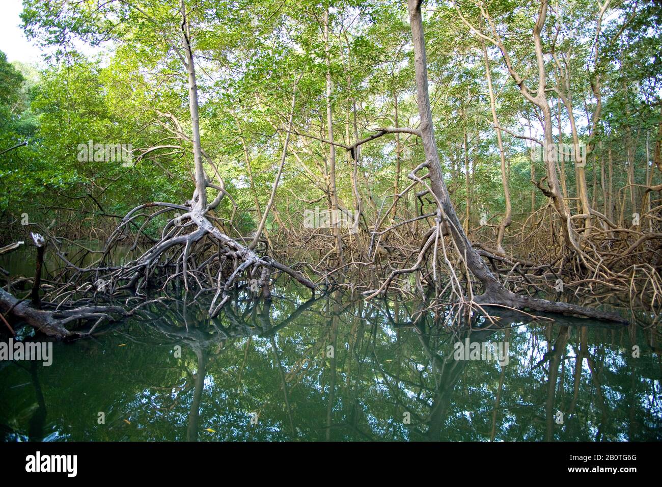 mangue, manguezal, planície intertidal, tide, Growth of mangroves ...