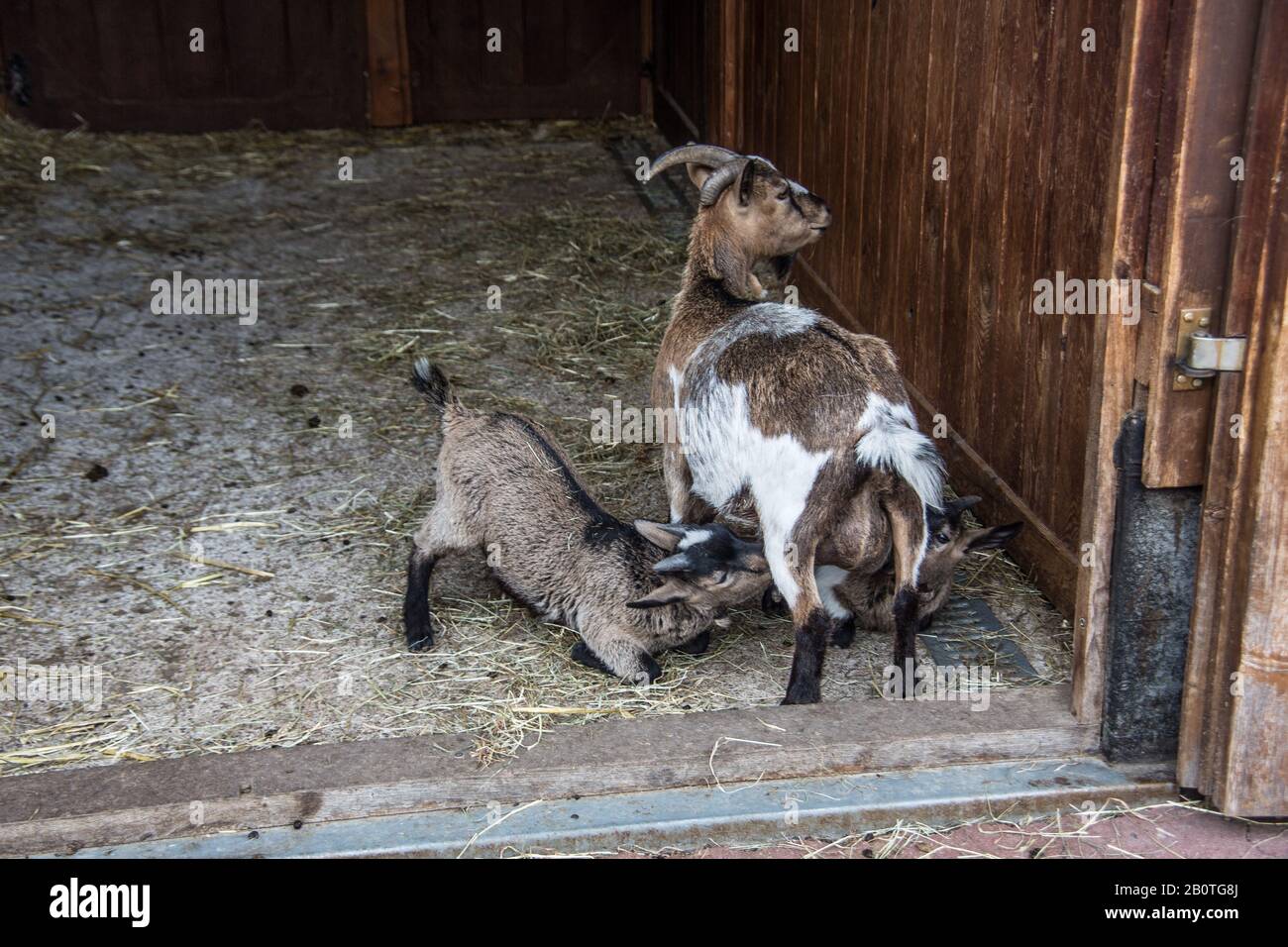 brown billy goat in the grass Stock Photo - Alamy