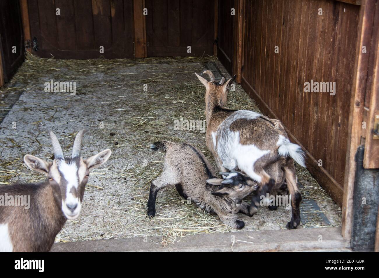 Brown billy goat hi-res stock photography and images - Alamy