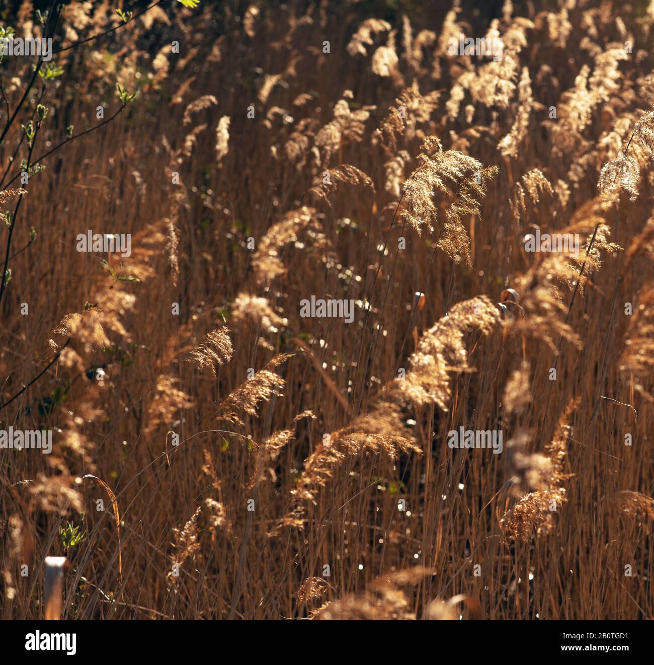 Detail of reed in sunlight Stock Photo - Alamy