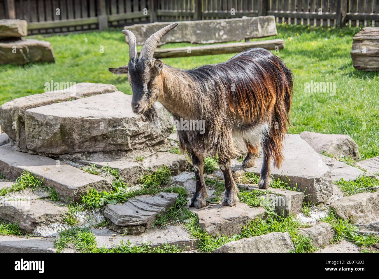 brown billy goat in the grass Stock Photo - Alamy