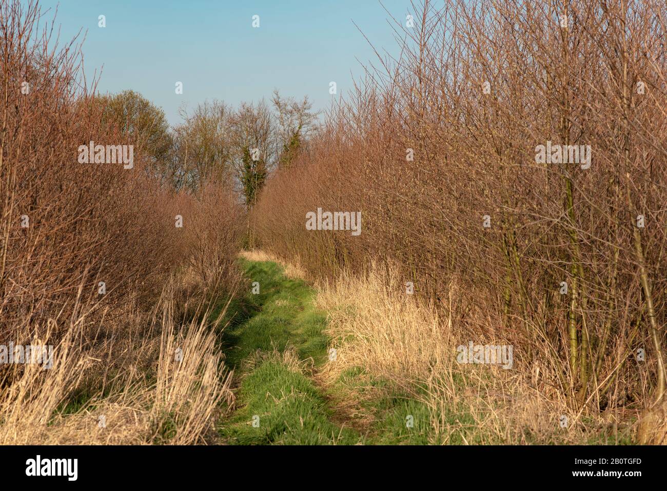 Grassy pathway through young forest in early spring Stock Photo - Alamy